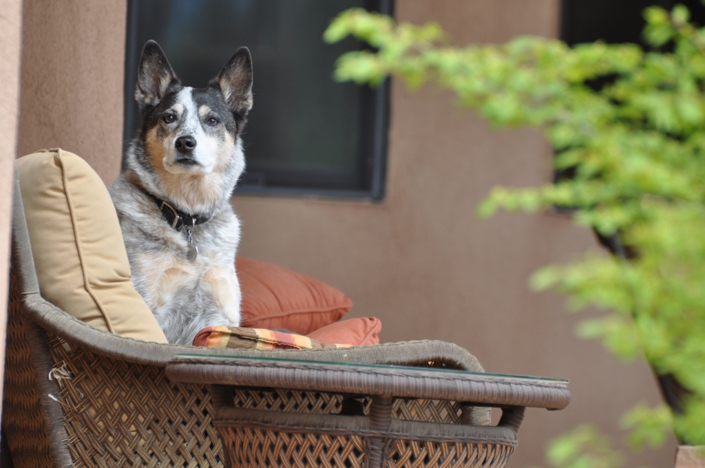 10 Smartest Dog Breeds Womanitely