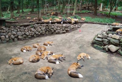 Zao Fox Village Is a True Fox Heaven in Japan